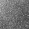 Human Uterine Smooth Muscle Cells - CellSystems®